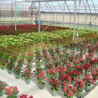 China Polycarbonate Venlo Greenhouse for Flower Hydroponics Durable for sale
