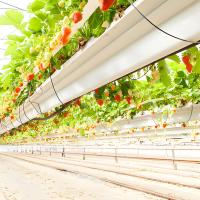China Custom - designed Venlo Multi - Span Glass Greenhouse for Strawberry Cultivation for sale