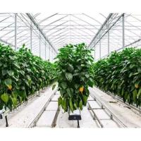 China Energy - Efficient Venlo Glass Greenhouse for Pepper Hydroponics for sale