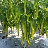 China High - performance Venlo Glass Greenhouse for Bell Pepper  Growing for sale