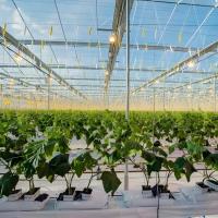 China Venlo Glass Greenhouse for Pepper Cultivation - 9-12m Width, 0.25KN/m² Snow Load Capacity for sale