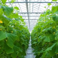 China Venlo Glass Greenhouse for Cucumber Substrate Culture 9.6m Span 6m Roof Height for sale