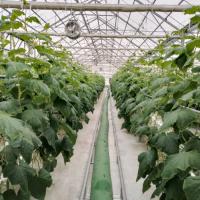 China Venlo Glass Greenhouse 9.6m Width 4-8m Roof Height for Watermelon Cultivation for sale