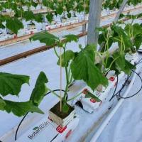 China Venlo Glass Greenhouse 9.6m Width 4-8m Roof Height for Watermelon Cultivation for sale