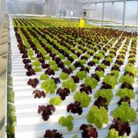 China Commercial Venlo Greenhouse 8x15m with Hydroponic System and Polycarbonate Panels for Year-Round Vegetable Production for sale