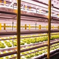 China Industrial Polycarbonate Greenhouse for Lettuce Substrate Culture - 9.6m Width, 0.40KN/m² Wind Load for sale
