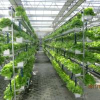 China Venlo Glass Greenhouse 4.5-8m Height with 9-12m Width for Hydroponic Lettuce Cultivation for sale