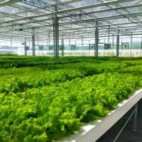China Industrial Polycarbonate Greenhouse for Lettuce Substrate Culture - 9.6m Width, 0.40KN/m² Wind Load for sale