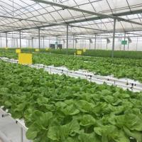 China Polycarbonate Greenhouse for Cabbage Cultivation 9.6m Width 4.5-8m Height with 0.4KN/m² Snow Load for sale