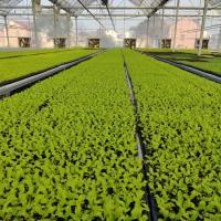 China Polycarbonate Venlo Type Greenhouse for Tomato Cultivation 30-60m Length with 0.6KN/㎡ Wind Load for sale