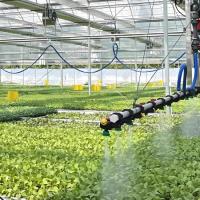 China Venlo Glass Greenhouse 4.5-8m Height with 9-12m Width for Hydroponic Lettuce Cultivation for sale