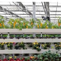 China Venlo Type Double Glass Greenhouse with Hydroponic System - Steel Frame & Polycarbonate Panels for Commercial Farming for sale