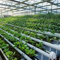 China Venlo Glass Greenhouse with Hydroponic System - 8m Width Commercial Grade Insulated Structure for sale