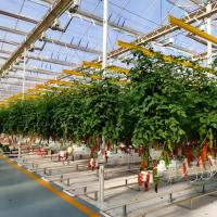 China Sturdy Structure Double Glass Venlo Greenhouse with 50-83% Improved Drainage and Automatic Temperature Control for sale