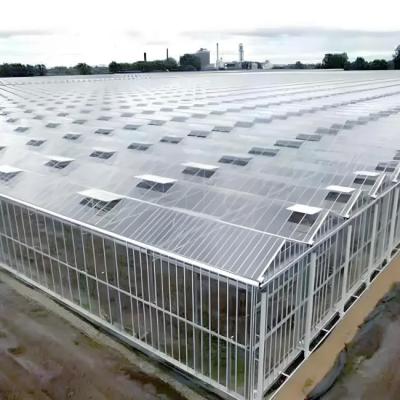 China Venlo Type Multi-Span Agricultural Glass Greenhouse with 9.6m-12m Spans and 4mm-5mm Tempered Glass Options for sale