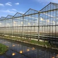 China Intelligent Venlo Glass Greenhouse 9.6-12m Width for Tomato Strawberry Growing with 120km/㎡ Wind Resistance for sale