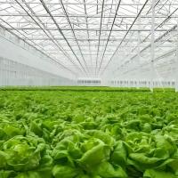 China Aluminium Profile Venlo Type Greenhouse Steel Structure - Glass Construction for Year-Round Agricultural Planting for sale
