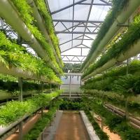 China Venlo Type Double Glass Greenhouse with Hydroponic System - Steel Frame & Polycarbonate Panels for Commercial Farming for sale
