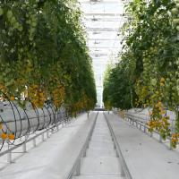 China Commercial Venlo Greenhouse 8x15m with Hydroponic System and Polycarbonate Panels for Year-Round Vegetable Production for sale