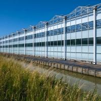 China Large-Scale Venlo Glass Greenhouse 4.5-8m Height with Hydroponic System for Melon Farming for sale