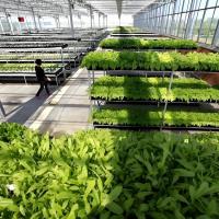 China Customizable Venlo Multi - Span Glass Greenhouse for Orchid Cultivation for sale
