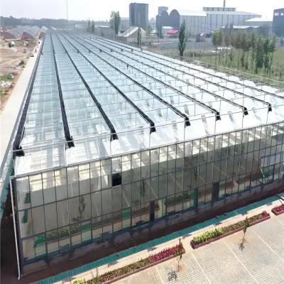 China Venlo Glass Greenhouse 4.5-8m Height with 9-12m Width for Hydroponic Lettuce Cultivation for sale