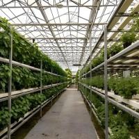 China Intelligent Venlo Glass Greenhouse 6-12m Span with 0.4KN/m² Snow Load & 95% Light Transmittance for Commercial Crop Growth for sale