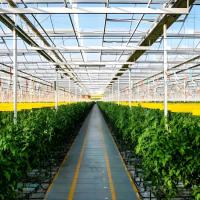 China Venlo Glass Greenhouse for Eggplant Cultivation 4.5-8m Height with Energy-Saving Automated Systems for sale