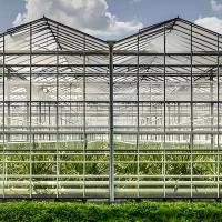 China High - performance Venlo Glass Greenhouse for Bell Pepper  Growing for sale