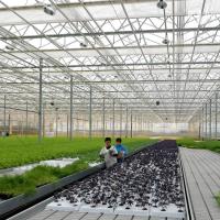 China Intelligent Venlo Glass Greenhouse 6-12m Span with 0.4KN/m² Snow Load & 95% Light Transmittance for Commercial Crop Growth for sale