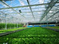 China Venlo Dutch Type Multi Span Glass Greenhouse 9.6m-12m Width with Hydroponic System for Agriculture for sale