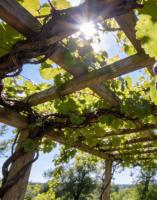 China Wear-Resistant Household Water-Based Wood outdoor grape trellises flower stands and wooden fences for sale