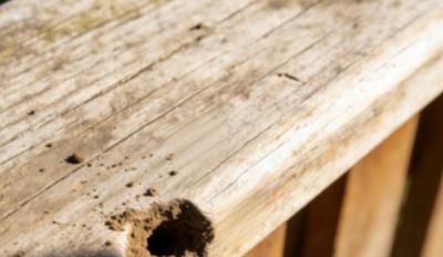 China EcoSafe TermiteProof Wood Paint Water-Based Preservative for Wood Structures for sale
