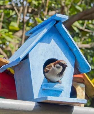 China Wooden Pet Dwellings Eco-friendly Paint for sale
