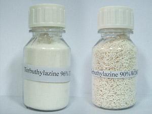 China Terbuthylazine 97% TC Selective Herbicide for Barley Grass and Black Nightshade Control for sale