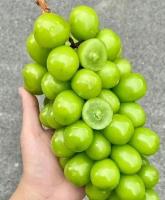 China Vertical Expansion MAP Tray Sealers Food Packaging For Sunshine Rose Grapes for sale