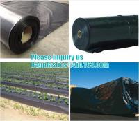 China PE Plastic Film Construction Sheeting 2 Mil Transparent White Poly Sheeting for Automotive Use for sale