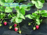 China Anti UV Sunshade Agricultural Nonwoven Fabric PP Spunbond Ground Cover 50gsm for sale