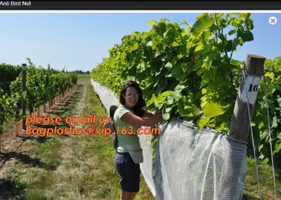 China Virgin HDPE Greenhouse Anti Insect Netting 50 Mesh 200m Length for Agriculture Crop Protection for sale