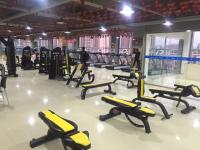 China Fitness Exercise Body Adjustable Back Extension Machine Pin-Loaded Abdominal Trainer for sale