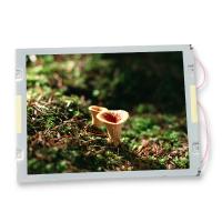 China AA084VC03 8.4 Inch TFT LCD Display 640x480 Resolution CCFL 31 Pins Industrial Screen for sale