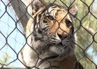 China Inox Kotted Zoo Animal Enclosure Flexible Netting Customized Size For Tiger for sale