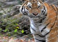 China Flexible SS Wire Rope Mesh Customized Lightweight Tiger Fencing for sale