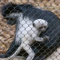 China Custom Stainless Steel Wire Mesh Enclosure For Zoo Animals 1.2mm-4.0mm Dia 50*50 Mesh Size for sale