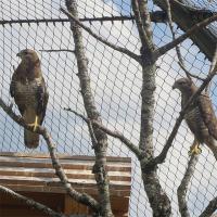 China Custom Bird Aviary Enclosure 316 Stainless Steel Wire Rope Mesh Woven Zoo Mesh Size 50*50mm for sale