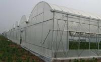 China Polythene PE Film Greenhouse Muitl Span Strong Applicability 200 Microns for sale