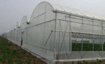 China 100 Micron PE Film Greenhouse Single Layer Plastic Tunnel Greenhouse for sale