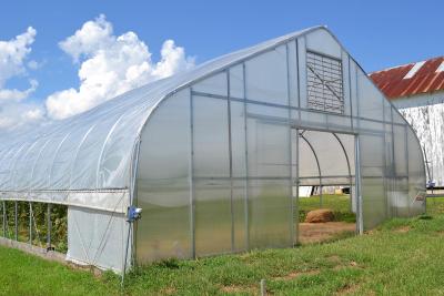 China Single Tunnel PE Film Greenhouse Economic Type Vegetable Green House for sale