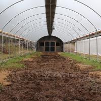 China Single Tunnel PE Film Greenhouse Economic Type Vegetable Green House for sale