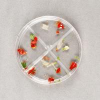 China 4 Compartment Plastic Petri Dish Cell Culture Variety Pack Culture Dishes for sale